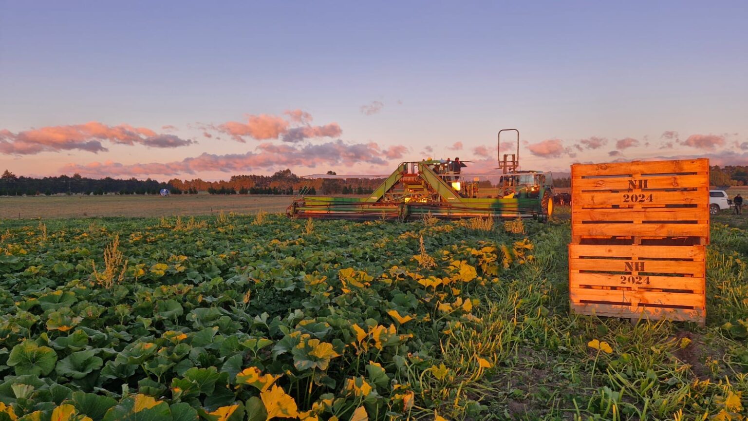 Premium Kabocha from New Zealand: Meeting Asia’s Demand - Reid Produce Co.